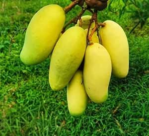 CPEYARE Rajapuri Mango Tree Grafted (Height 2-3 Feet) Furit After 1.5-3 ...