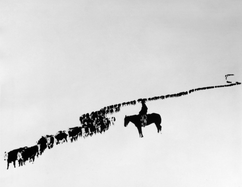 Western Cattle Drive Silhouettes