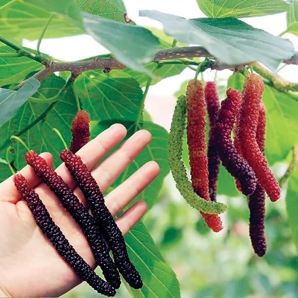 Green Collection Healthy Live Red Long Shahtoot/Mulberry Fruit Outdoor ...
