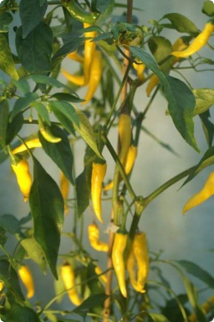 Radha Krishna Agriculture® Imported Chilli seeds |small yellow chilli ...