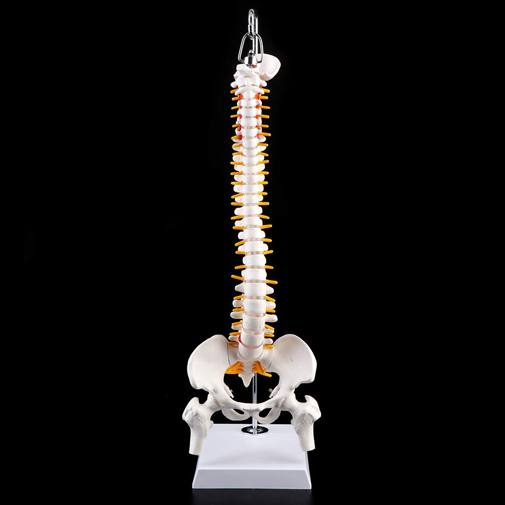 Engpai 45cm Colonne Vertebrale Humaine Flexible Courbe Lombaire ...