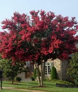Amazon.com : BLACK LEAF RED HOT CRAPE MYRTLE t-re* Black Diamond 22 ...