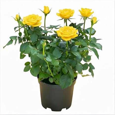 Amazon.com : Yellow Mini Rose Plant Live, Miniature Rose Bush in 3" Pot ...