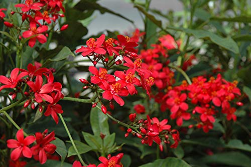 Plant House Live Lovely Jatropha Red Flower Plant : Amazon.in: Garden ...