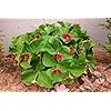 Amazon.com : Set of 20 Mix Trillium Roots, Trillium Flower Bulbs ...