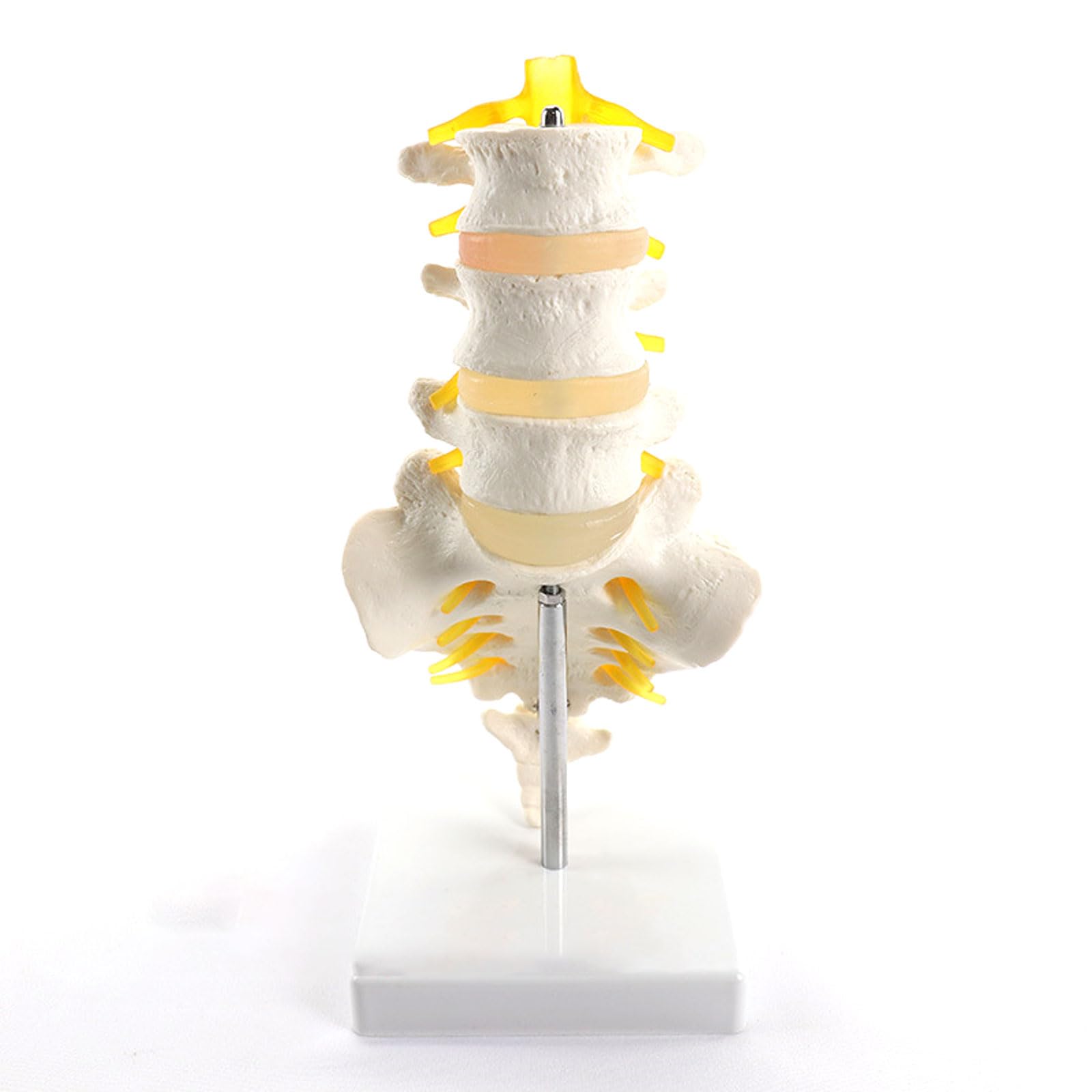 5 Vertebre Con Dischi Modello Colonna Vertebrale Lombare Umana - E ...
