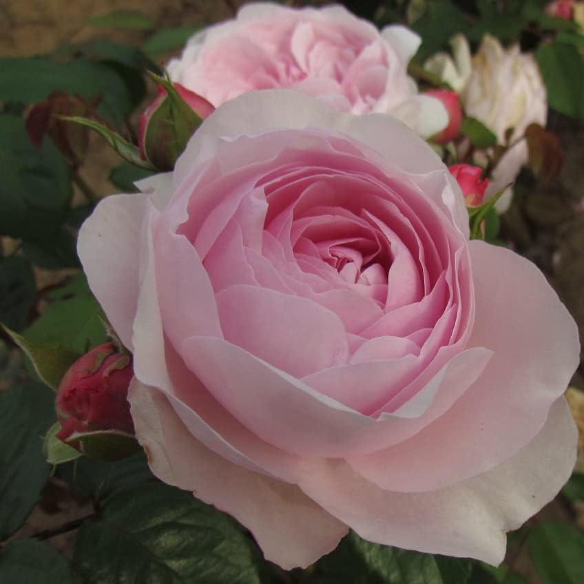Olivia Rose Austin - 5.5lt Potted David Austin Shrub Garden Rose ...