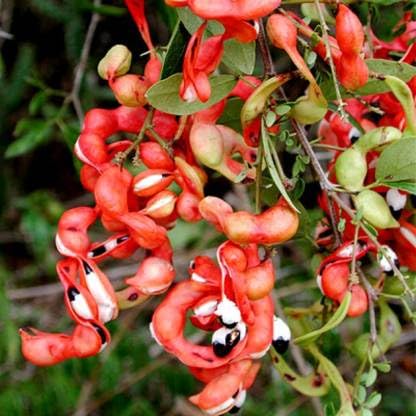 Inga Dulcis Tree Seeds Jangal Jalebi Fruit Tree Seeds - 25 per packet ...