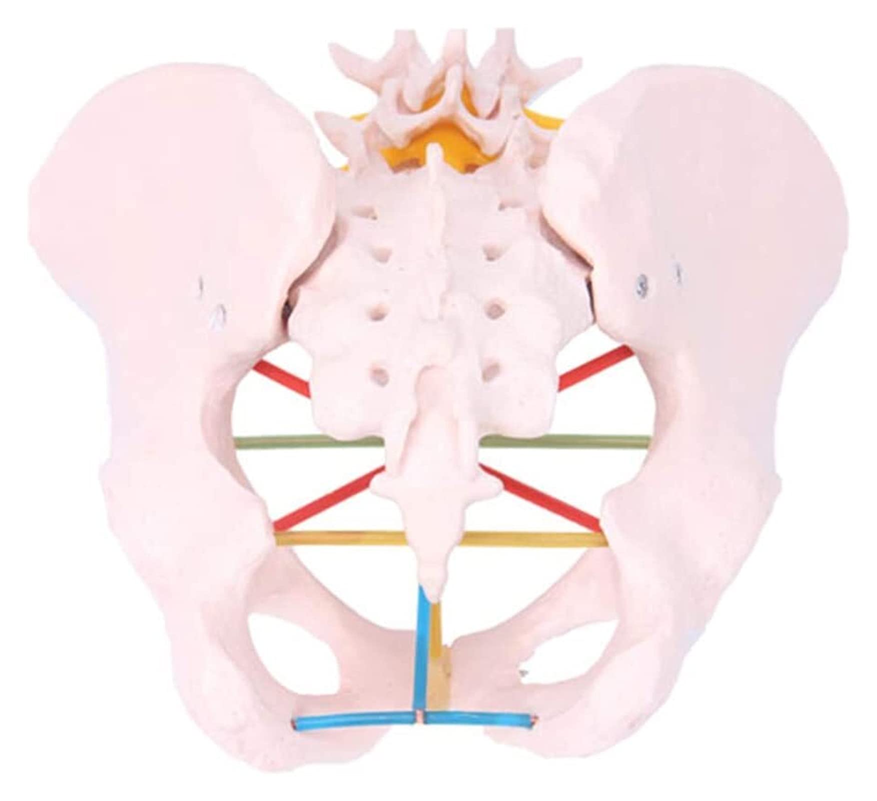 Buy Study Model Life Size Adult Pelvis Anatomy Model Pelvic Measurement ...