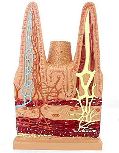 Small Intestine Model Labeled