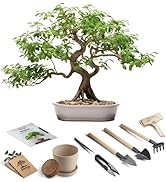 Amazon.com : AVERGO Bonsai Tree Kit for Beginners – 5X Unique Japanese ...