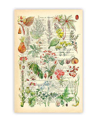 Amazon.com: Botanical poster Decorative plant collection garden chart ...