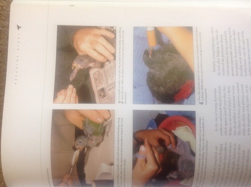 THE ULTIMATE ENCYCLOPEDIA OF CAGED AND AVIARY BIRDS: Unknown ...