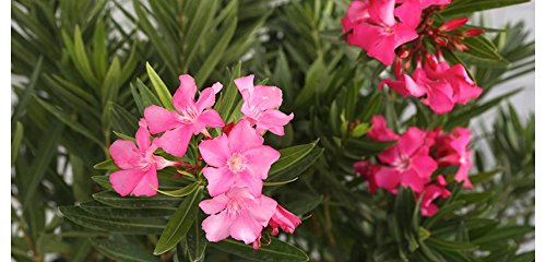 Creative Farmer Fast Growing Flower Seeds Nerium Oleander- Karavira ...