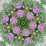 【発売日：2023年05月09日】・製造元:Tera Mangala Meditation Music - www.teramangala.com