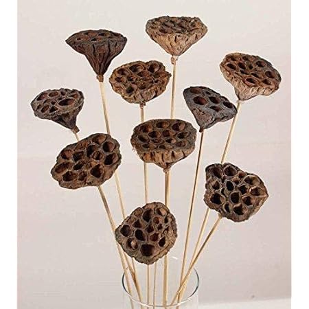 Amazon.com: Green Floral Crafts - Matt Small Lotus Pods 2 inch Dia. On ...