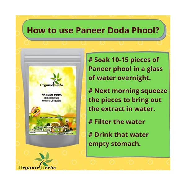 Ayurveda Paneer Phool | Paneer Doda/DODI | Withania Coagulans, | Gourmetian
