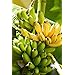 Grand nine G9 Banana Fruit Plant Kela Tree Live Plant Original Hybrid ...