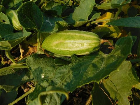 SeeGreen Deshi Parwal vegetable Live Plant Male- & Female (Pack of 3 ...