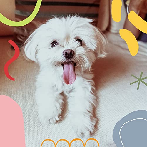 Play Calm Background Music for Entertaining Puppies by Cheerful Jazz ...