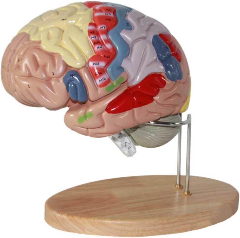 Teaching Model,Brain Model Anatomy 2X Magnification Human Brain Model ...