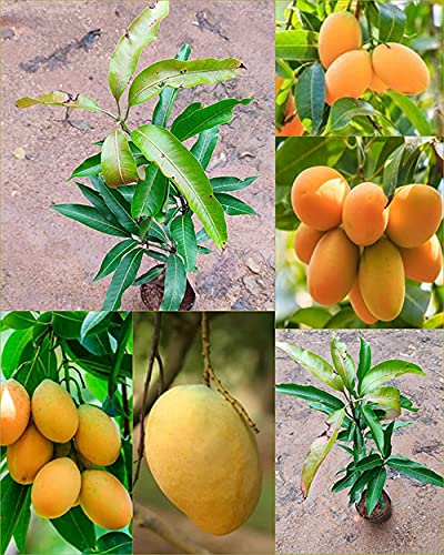 Trothic Gardens Malgova Mulgoba - Variety Mango Fruit Tree Live Plant ...