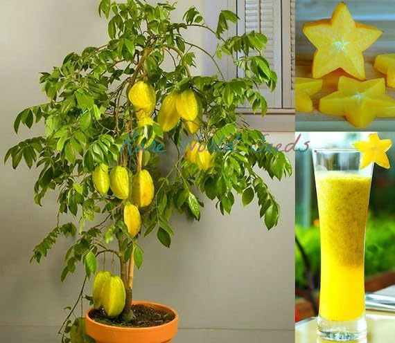 The Plant Bazar Live Plant Star Fruit | Grafted Carambola Exotic Fruit ...