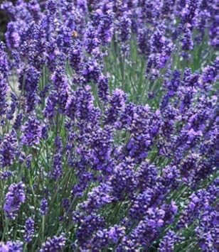Amazon.com : HERB LAVENDER (LAVENDULA ANGUSTIFOLIA) “VERA” TRUE ...
