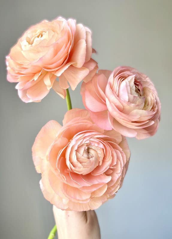 Ritz Farming ranunculus flower bulbs | ranunculus cream flower bulbs ...