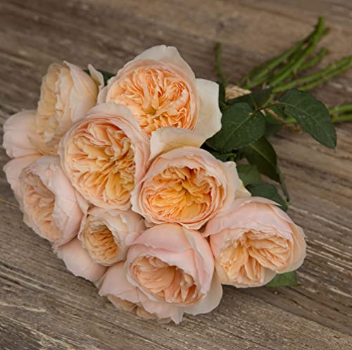 Chuxay Garden Center - Your One-Stop Shop for Premium Plants and Seeds