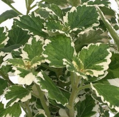 Plantsworld Pilea Variegata Live Plant : Amazon.in: Garden & Outdoors