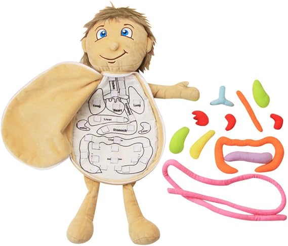 3D Organ Apron, Human Body Organs Toy Educational Toys for Children ...