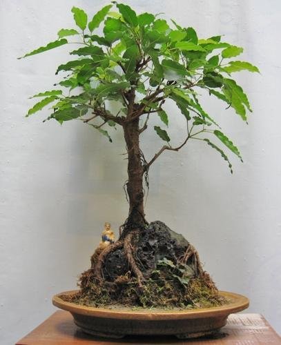 Creative Farmer Tree Seeds Kari-Basari, Juvvi Seeds For Outdoor Garden ...