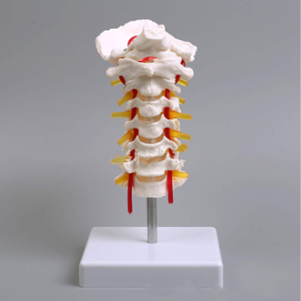 Buy Educational Model Human Cervical Vertebrae Model with Occipital , 7 ...