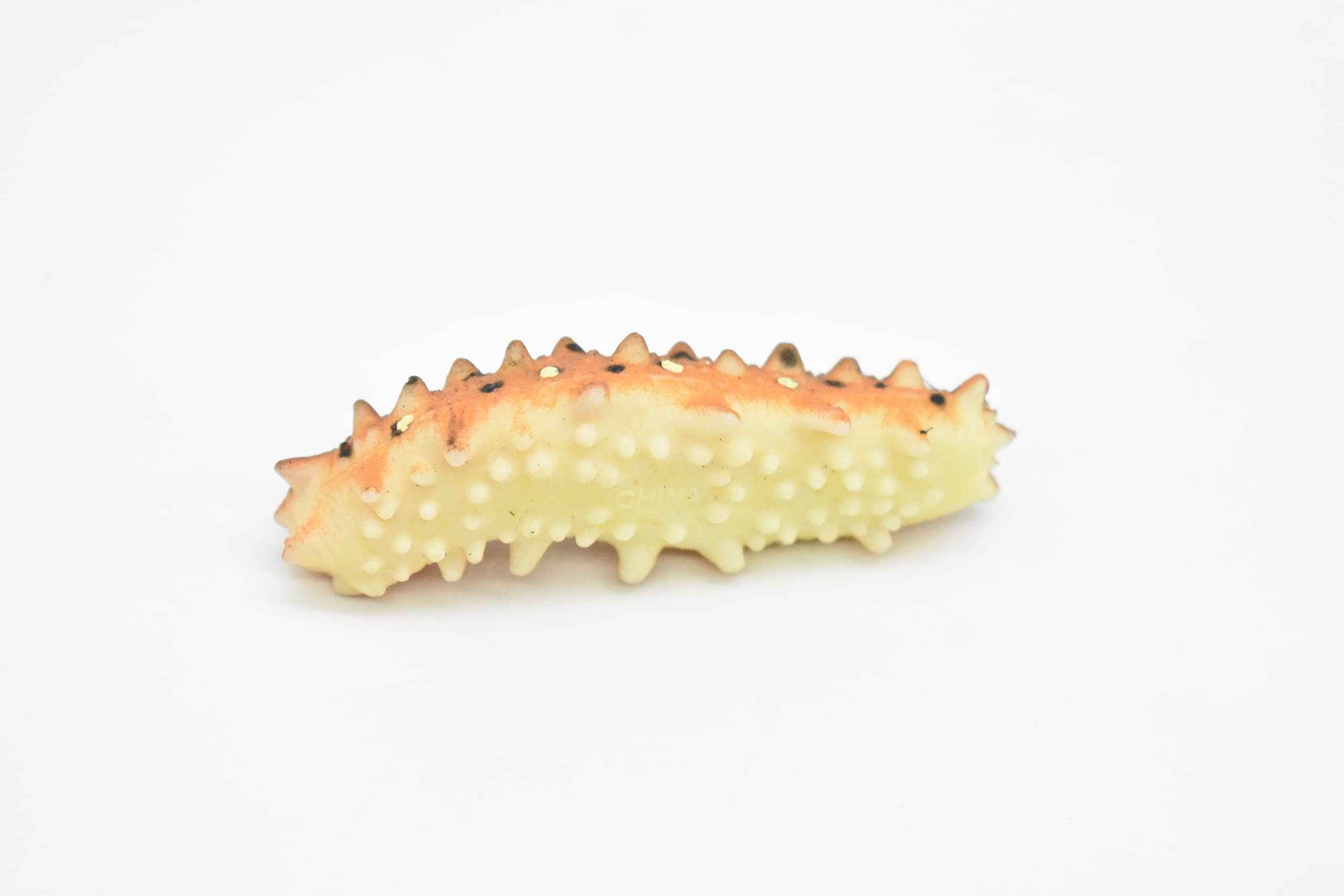 Sea Cucumber Model