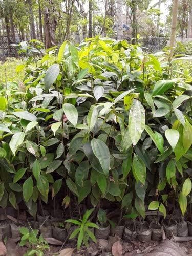 New Tej patta tree live plant pack of 1 : Amazon.in: Garden & Outdoors