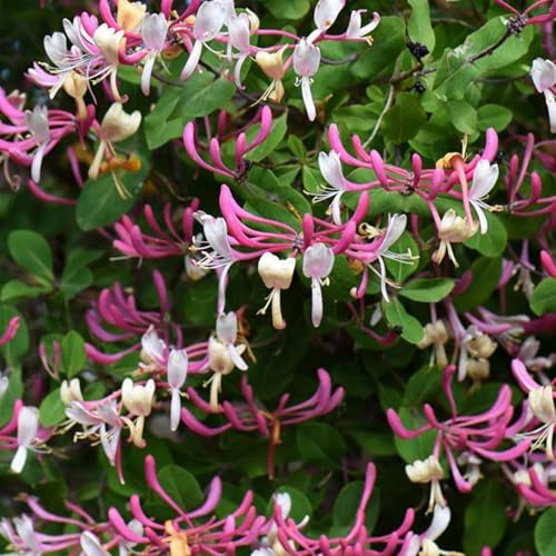 Lonicera Belgica Scented Honeysuckle Climbing Plant in a 9cm Pot Ready ...