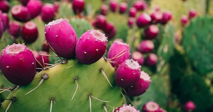 Anuraj farms Cactus Opuntia Monacantha Live Cactus Plant, Nagphani ...