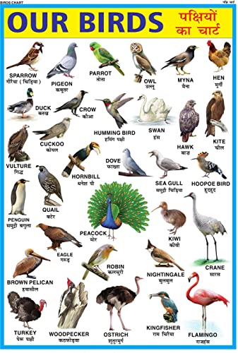 Buy Birds Chart For Kids | 70x100 cm (Extra Large Size to attract Kids ...