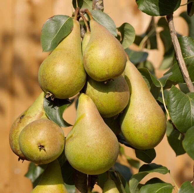 Concorde Pear Tree 4-5ft, Bare Root, Self-Fertile,Ready to Fruit, Heavy Cropping 3fatpigs ...