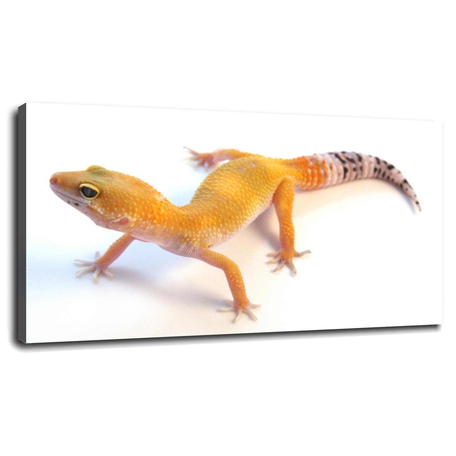 High Yellow Leopard Gecko Baby