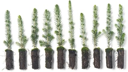 Amazon.com : White Spruce Live Tree Seedling Plugs | 6"-12" | Arbor Day ...