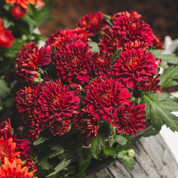 GreenWorld Special Red Colour Chandramallika Flower Plant/Chrysanthemum ...