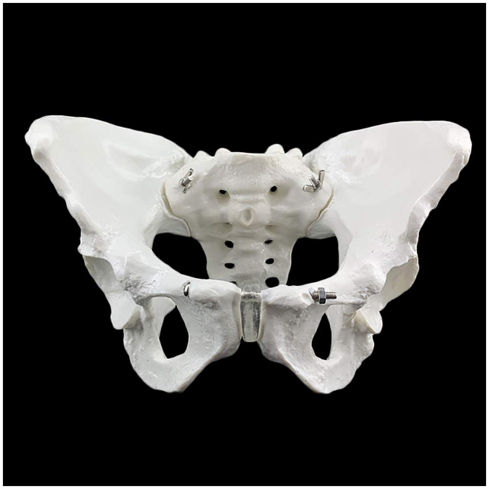 Pelvis Model Lifesize Female Pelvis Skeleton Model Medical Anatomical ...