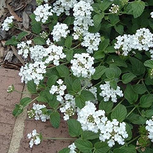 Aiden Gardens Rare Lantana Live Plants White Lantana Camara 1 Healthy ...