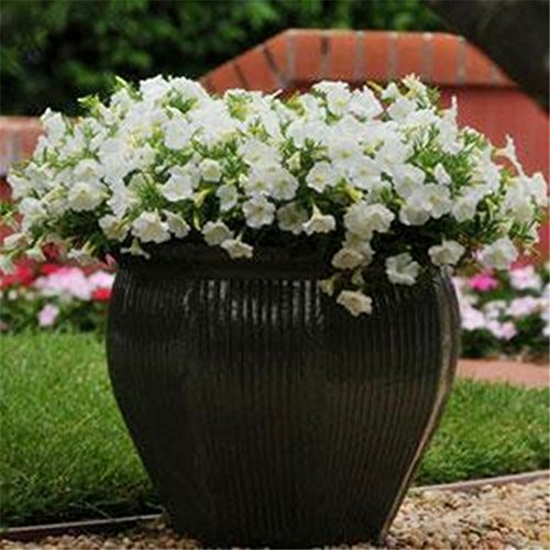 Creative Farmer Flower Seeds : Heat Mambo White Petunia For Vertical ...