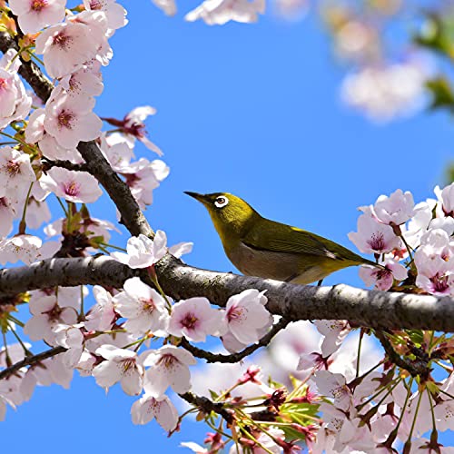 There's Spring In The Air de Kevin Boucher en Amazon Music Unlimited