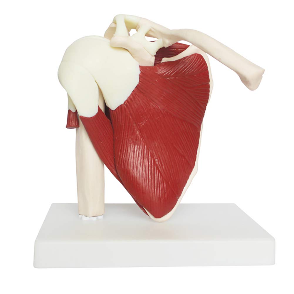 Buy XIEJI Scientific Medical Anatomical Human Functional Shoulder Joint ...