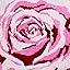 Amazon.com: USTIDE Fluffy Rose Area Rug,Soft and Shaggy Rose Rug ...