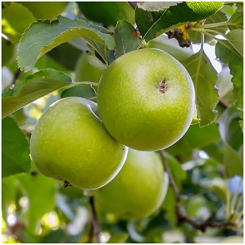 Dwarf Patio Fiesta Apple Tree in a 5L Pot, Miniature Tree, Self-Fertile ...